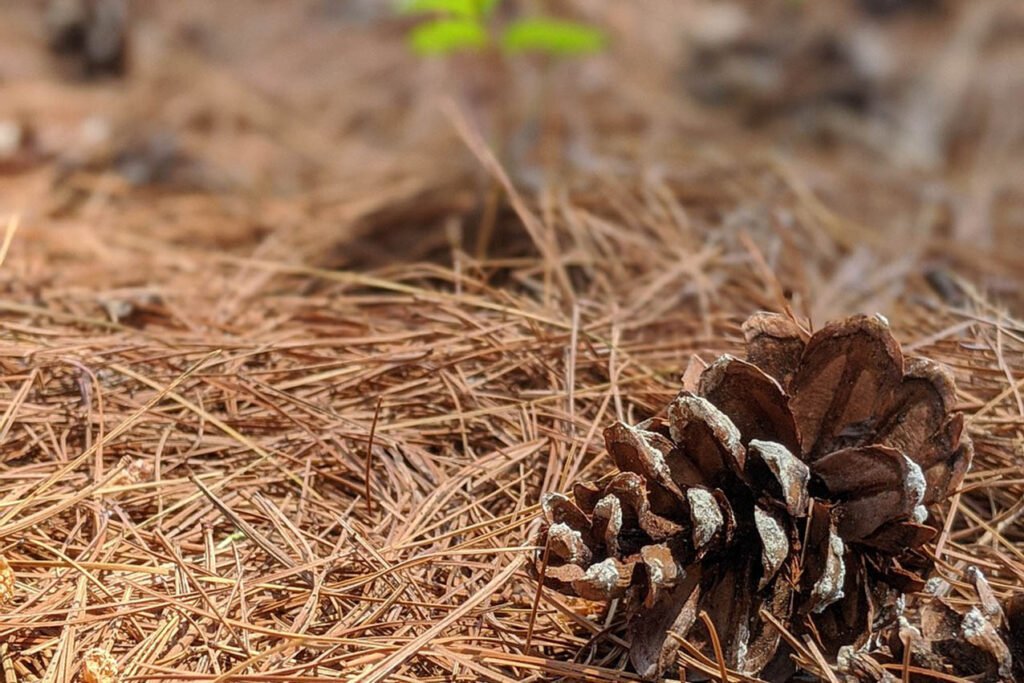 ¿Qué es y para qué sirve el mantillo para plantas? - Trituradoras de